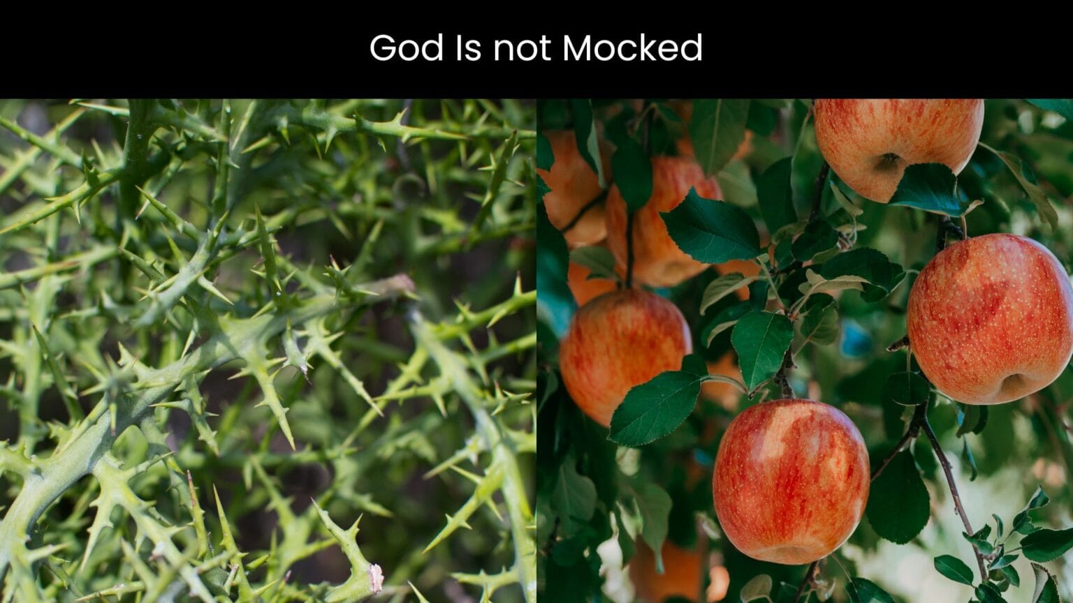 God Is not Mocked - Anabaptist Perspectives